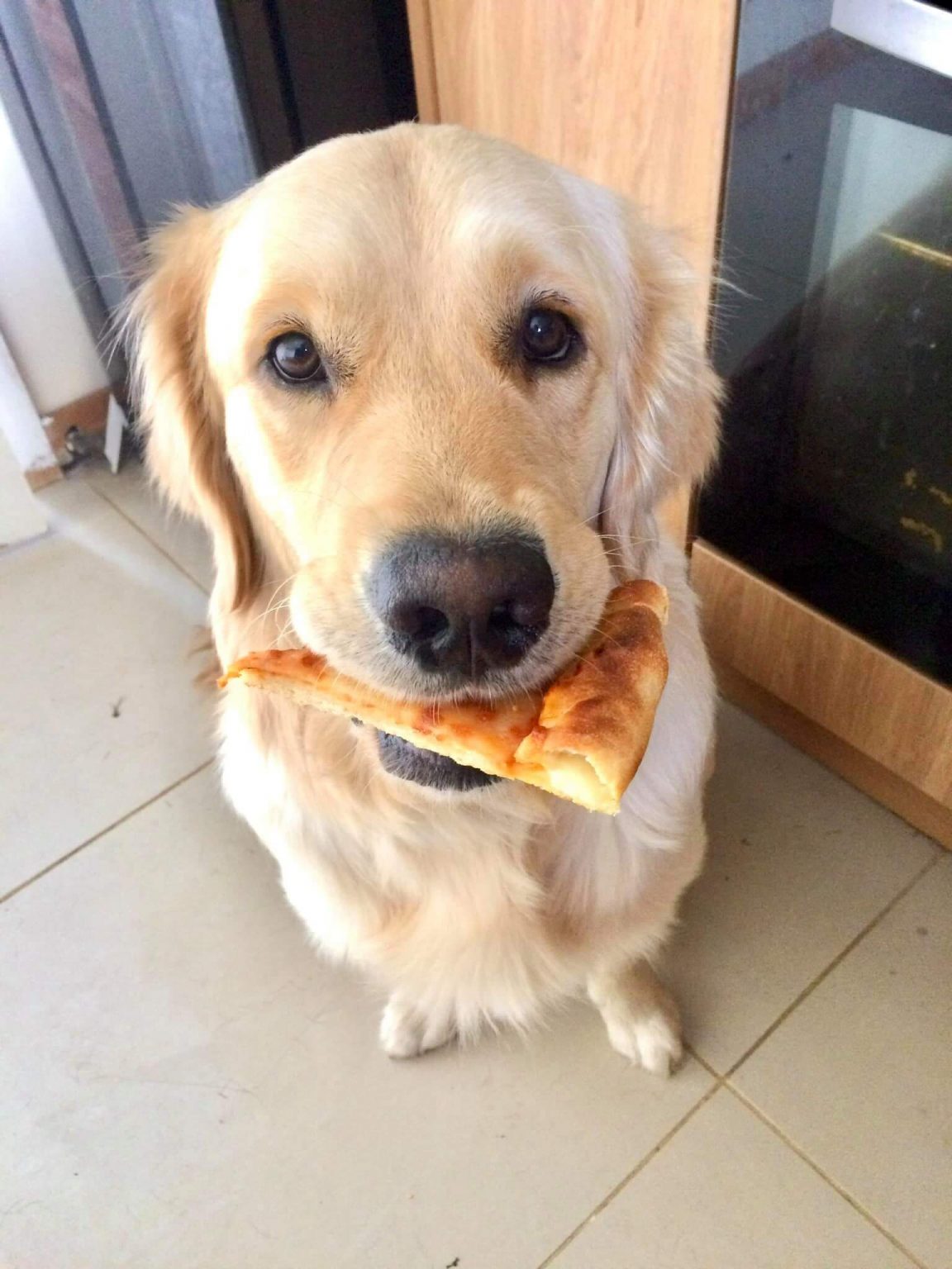 15 Adorable Pictures Of Obedient Dogs In The Leave It Challenge ...