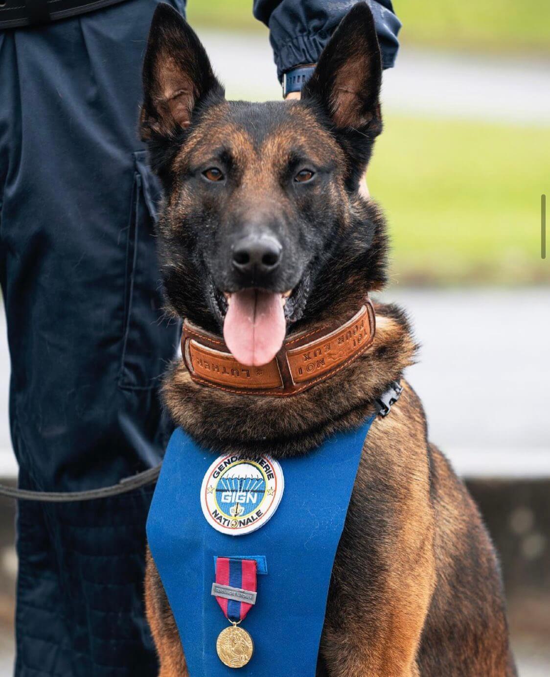 15 Amazing Pictures Of Specially Trained Real Working Dogs ...