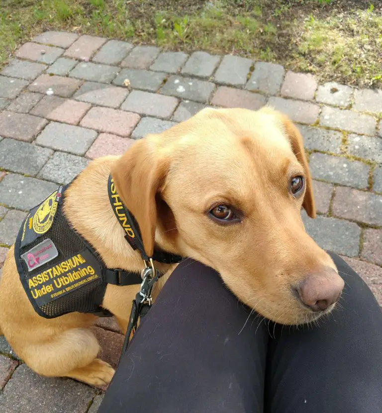 15 Amazing Pictures Of Specially Trained Real Working Dogs ...