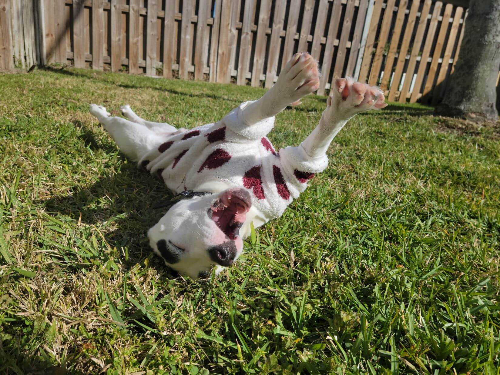 15 Funny Photos That Prove Dogs Can Become Yoga Masters - ilovedogscute.com