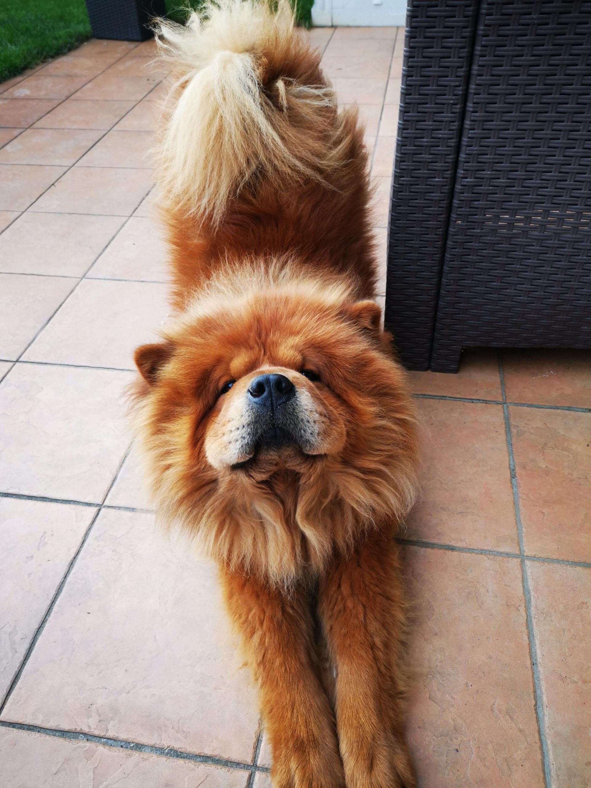 15 Funny Photos That Prove Dogs Can Become Yoga Masters - ilovedogscute.com