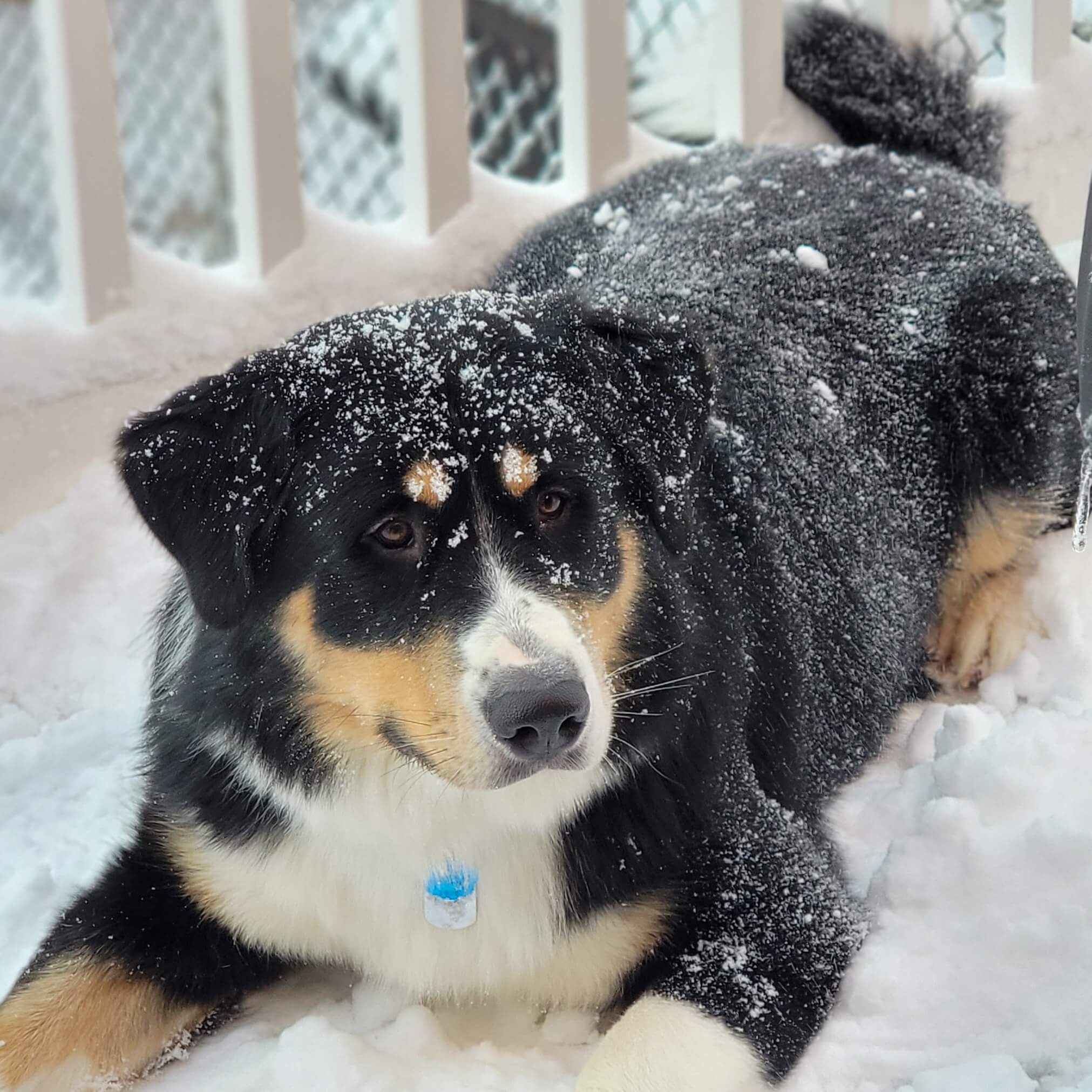 20 Photos Of Dogs Refusing To Come Inside When It's Snowing ...