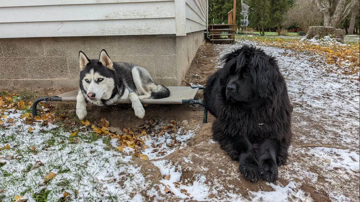 20 Photos Of Dogs Refusing To Come Inside When It's Snowing ...
