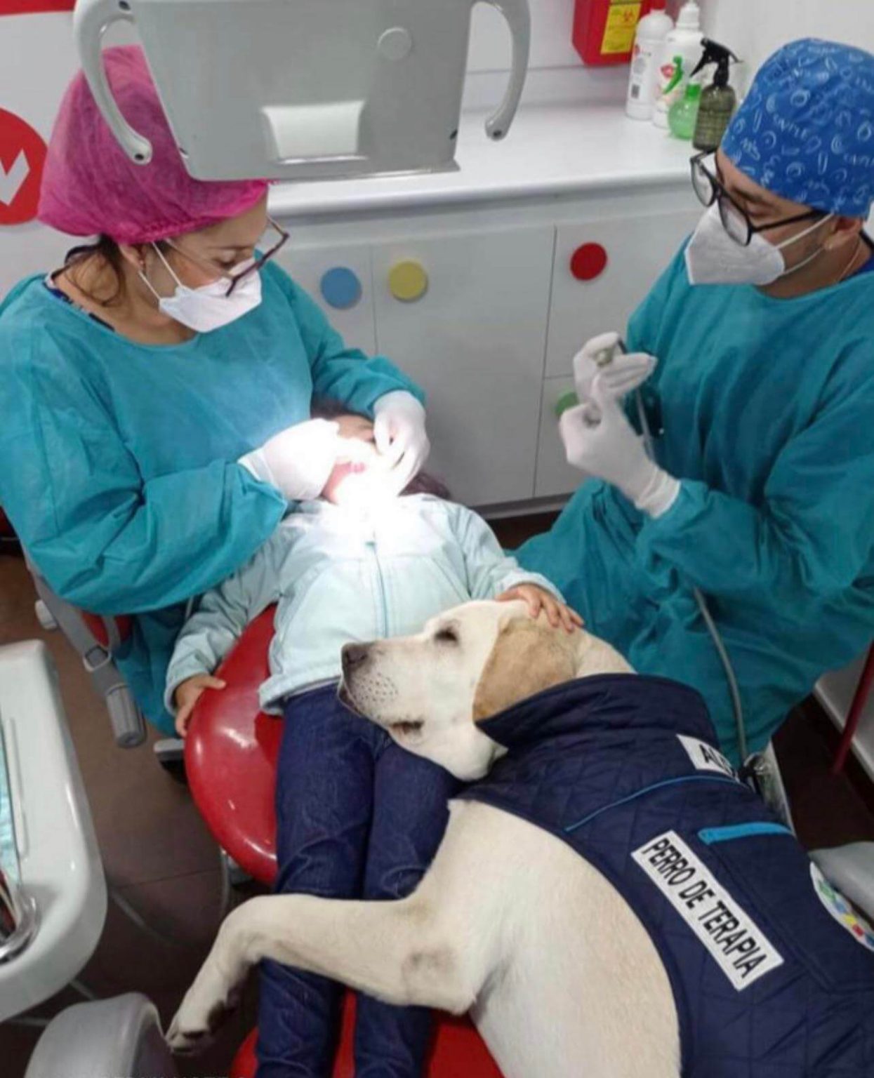 15 Amazing Pictures Of Specially Trained Real Working Dogs ...