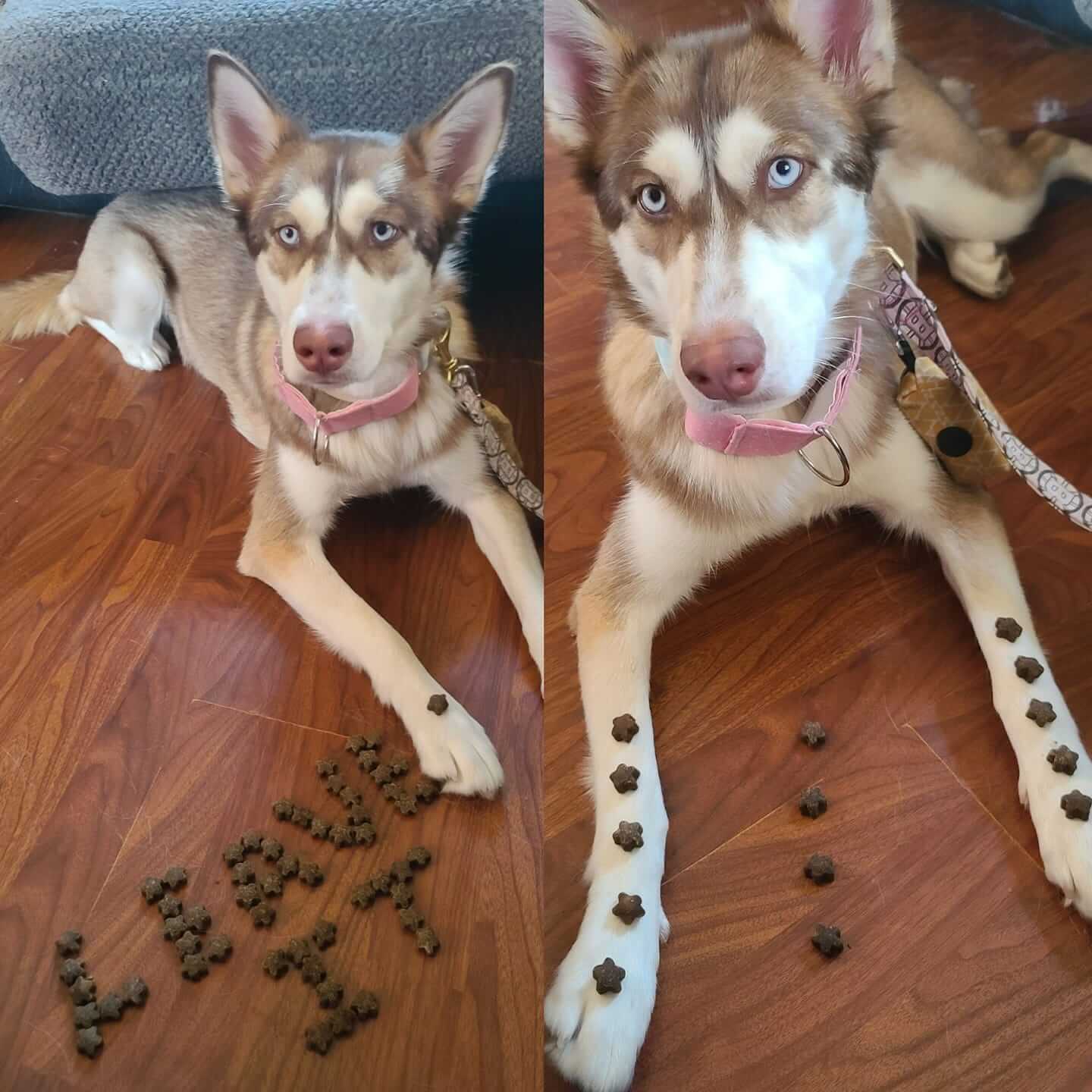 15 Adorable Pictures Of Obedient Dogs In The Leave It Challenge ...