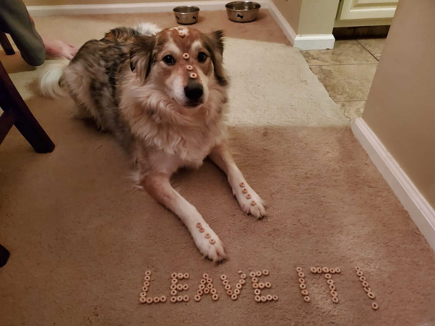 15 Adorable Pictures Of Obedient Dogs In The Leave It Challenge ...