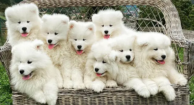 15 Adorable Photos Of Samoyed Puppies With Pure Beauty - ilovedogscute.com