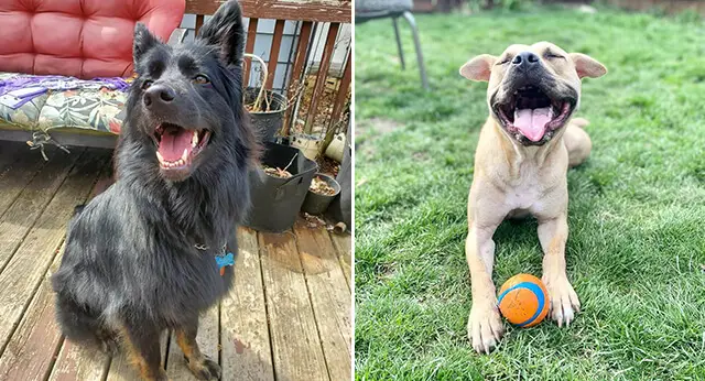 15 Adorable Pictures Of Happy Dogs In The Smile Challenge ...