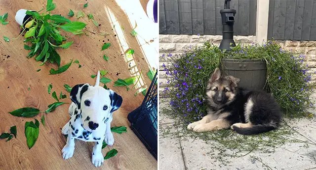15 Hilarious Photos Of Adorable Puppies With Great Destructive Power ...