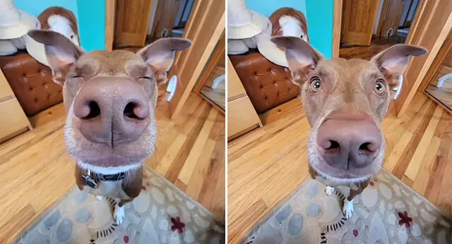 15 Hilarious Pictures Of Adorable Dogs In The Zoom Challenge ...