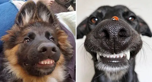 15 Hilarious Pictures Of Dorky Dog Toofs - ilovedogscute.com