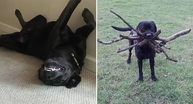 15 Hilarious Pictures Of Labrador Retrievers With Weird Actions ...