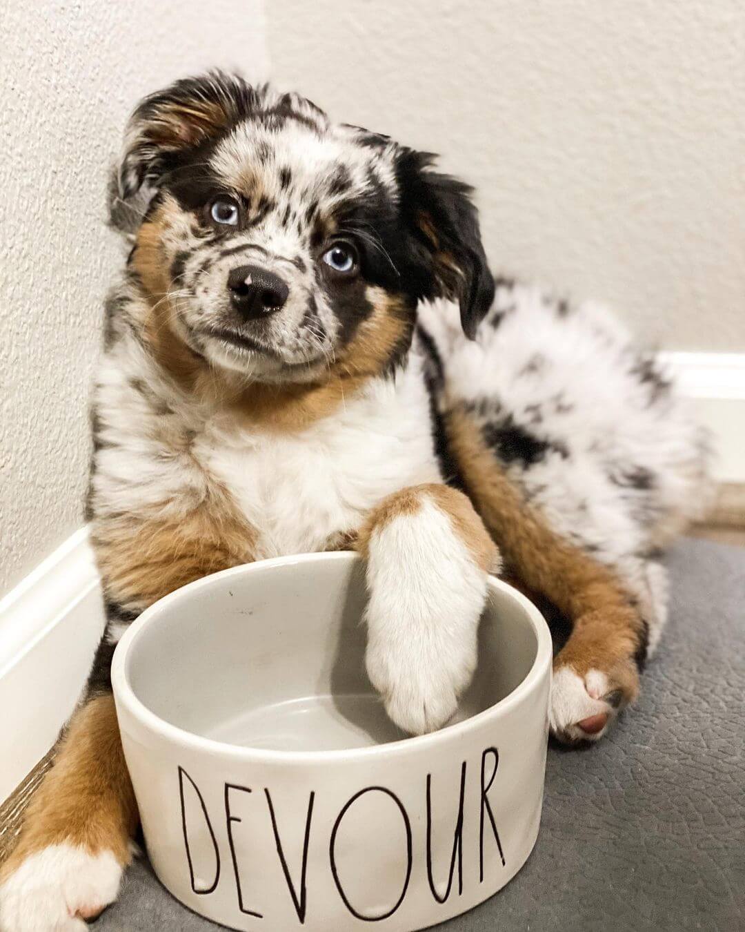 15 Photos Of Adorable Australian Shepherd Puppies With Pure Beauty ...