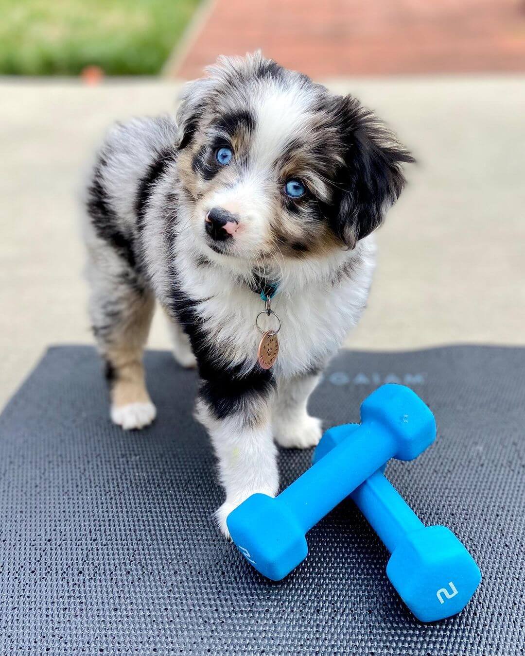 15 Photos Of Adorable Australian Shepherd Puppies With Pure Beauty ...