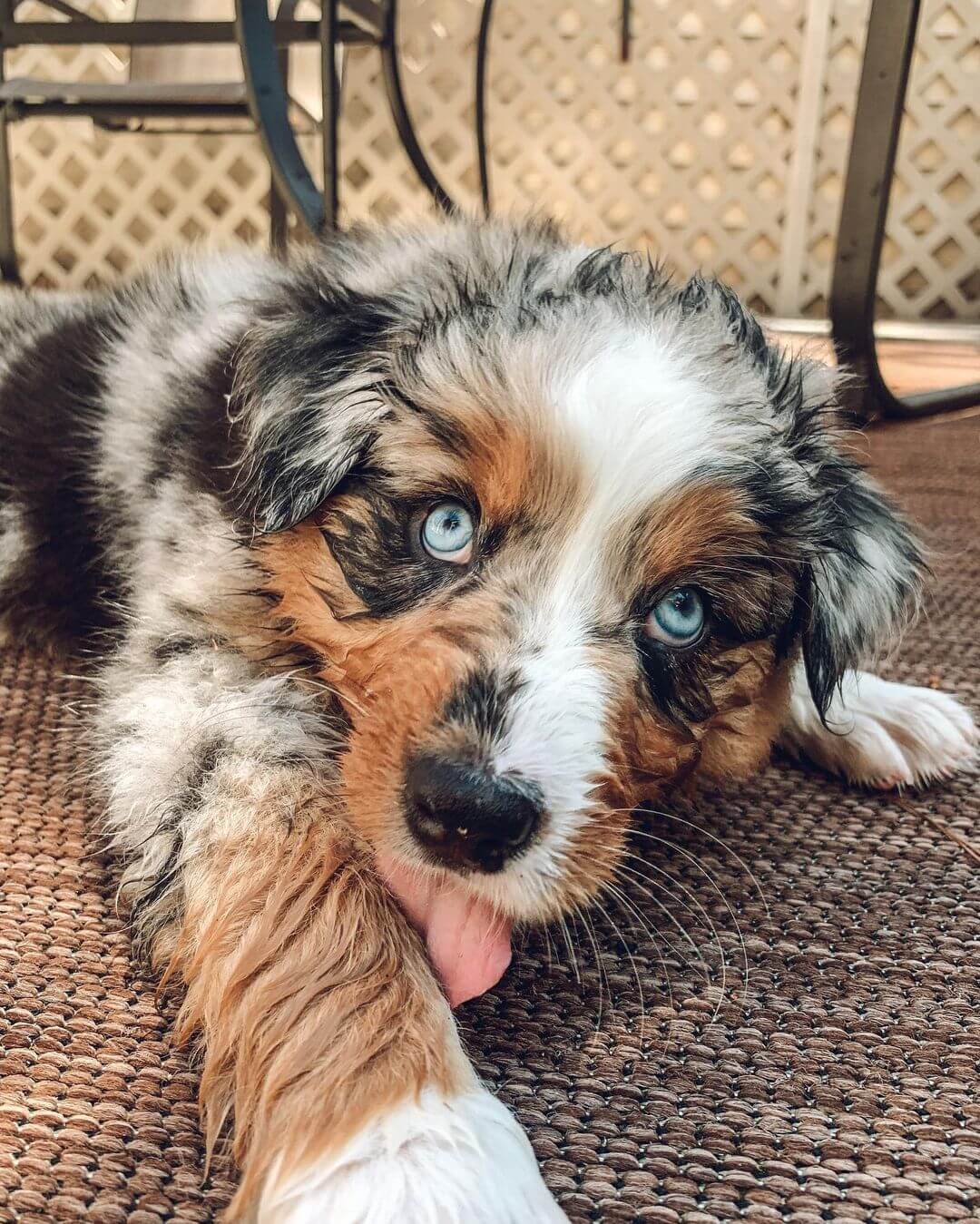 15 Photos Of Adorable Australian Shepherd Puppies With Pure Beauty ...