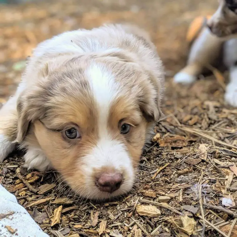 15 Photos Of Adorable Australian Shepherd Puppies With Pure Beauty ...