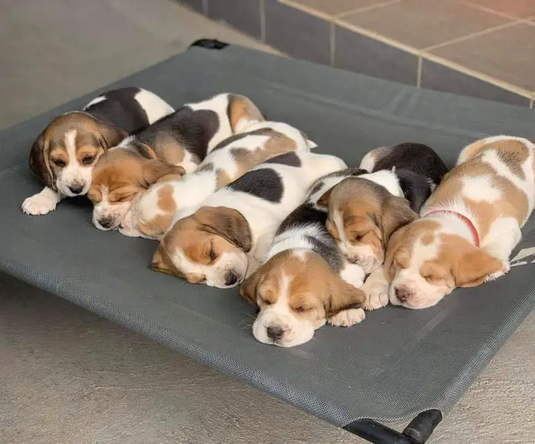 15 Photos Of Adorable Beagle Puppies That Make Everyone Fall In Love ...