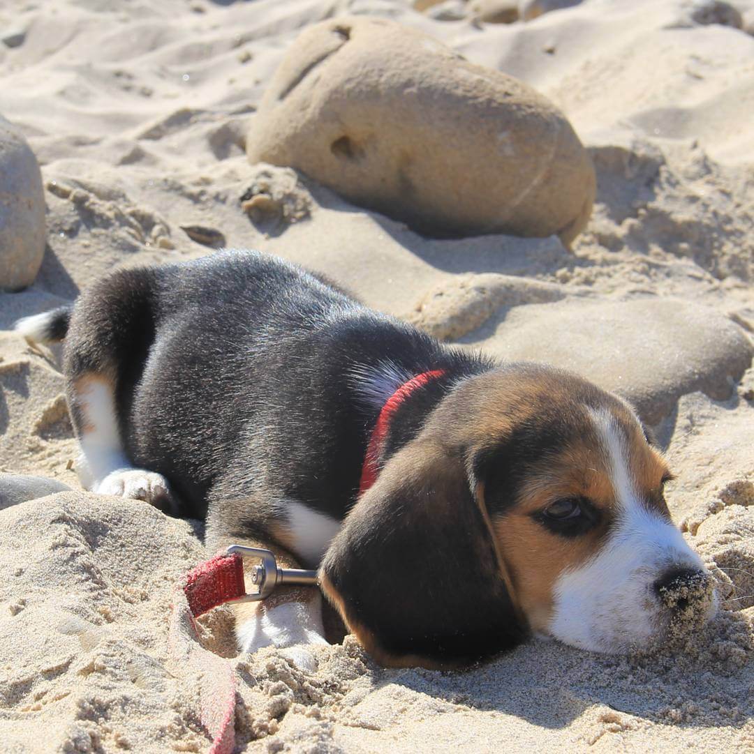 15 Photos Of Adorable Beagle Puppies That Make Everyone Fall In Love ...