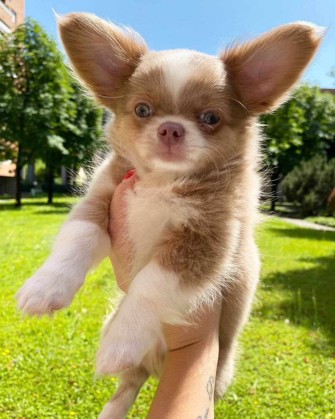 15 Adorable Pictures Of Chihuahua Puppies That Will Melt Your Heart ...