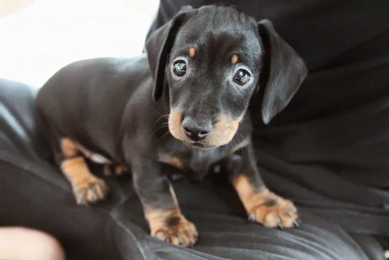 15 Photos Of Adorable Dachshund Puppies That Make Everyone Fall In Love ...