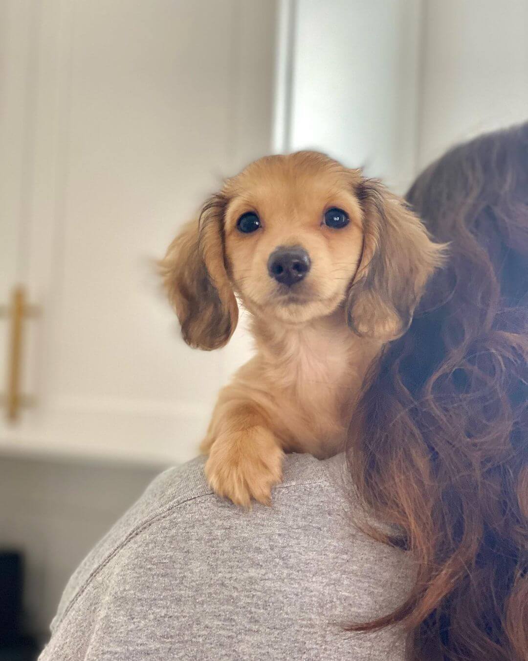 15 Photos Of Adorable Dachshund Puppies That Make Everyone Fall In Love ...