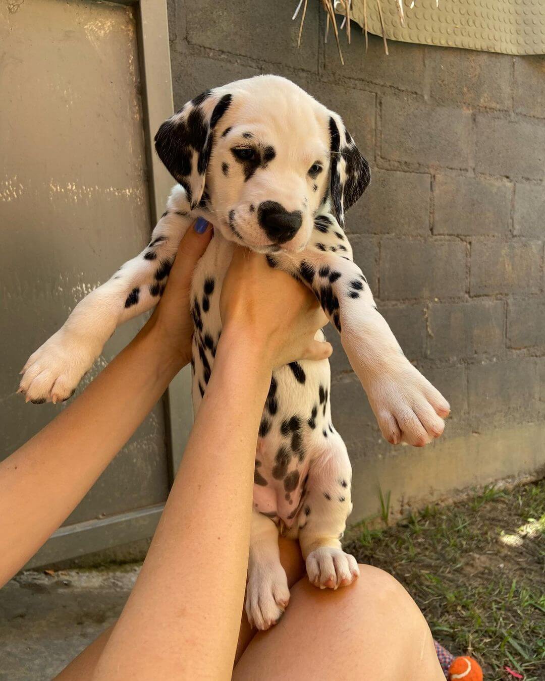 15 Adorable Photos Of Dalmatian Puppies With Pure Beauty ...