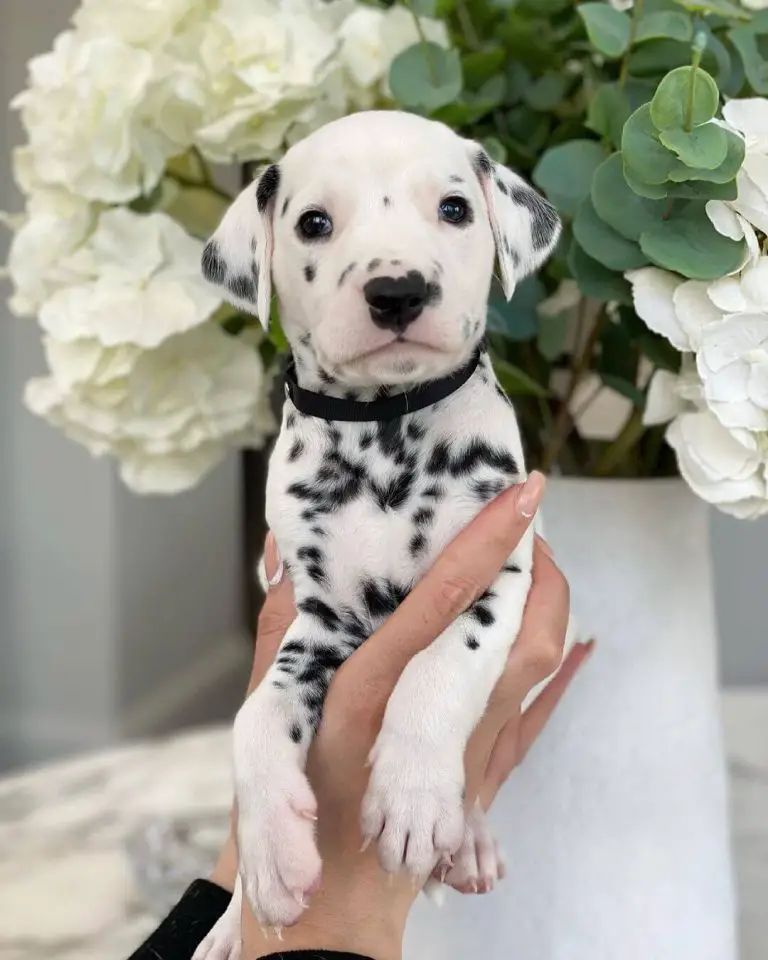 15 Adorable Photos Of Dalmatian Puppies With Pure Beauty ...