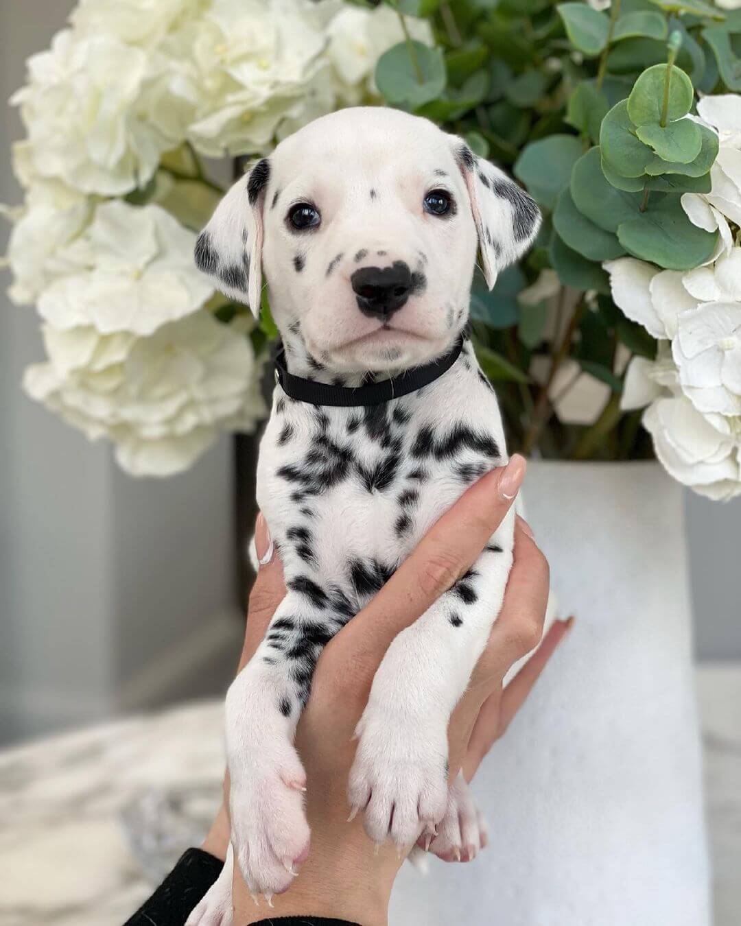 15 Adorable Photos Of Dalmatian Puppies With Pure Beauty ...