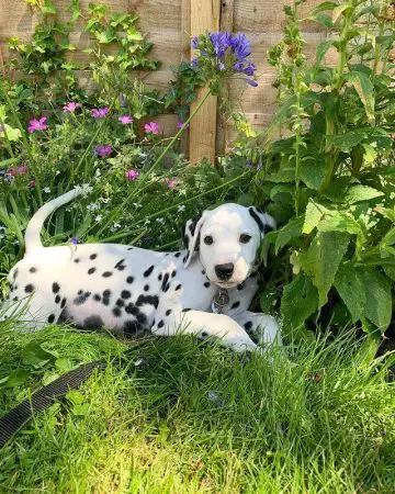 15 Adorable Photos Of Dalmatian Puppies With Pure Beauty ...