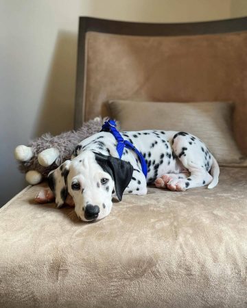 15 Adorable Photos Of Dalmatian Puppies With Pure Beauty ...