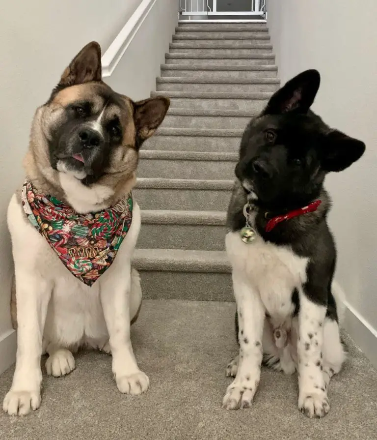 15 Pictures Of Adorable Dogs In The Head Tilt Challenge - ilovedogscute.com