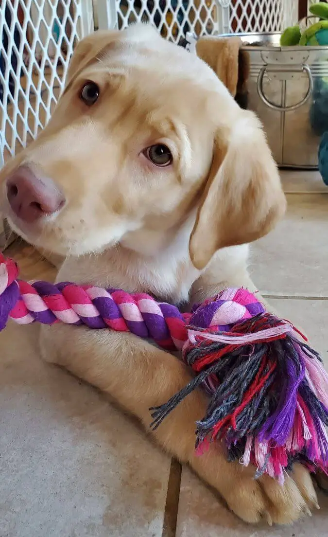 15 Pictures Of Adorable Dogs In The Head Tilt Challenge - ilovedogscute.com