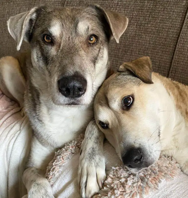 15 Adorable Pictures Of Affectionate Dogs In The Siblings Challenge ...