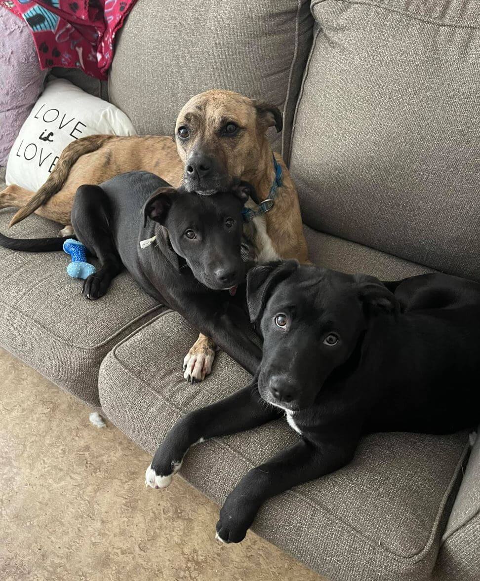 15 Adorable Pictures Of Affectionate Dogs In The Siblings Challenge ...