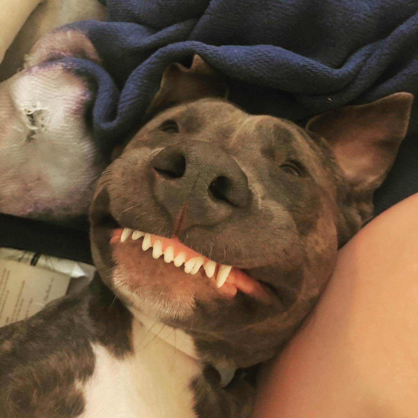 15 Hilarious Pictures Of Dorky Dog Toofs - ilovedogscute.com