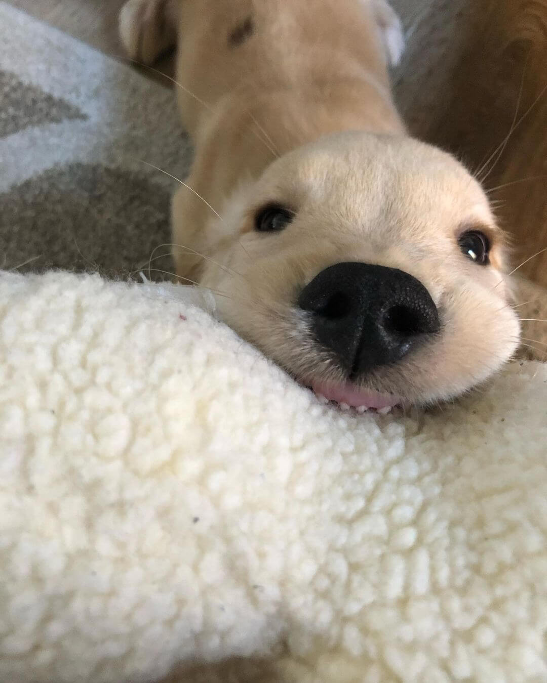 15 Hilarious Pictures Of Dorky Dog Toofs - ilovedogscute.com