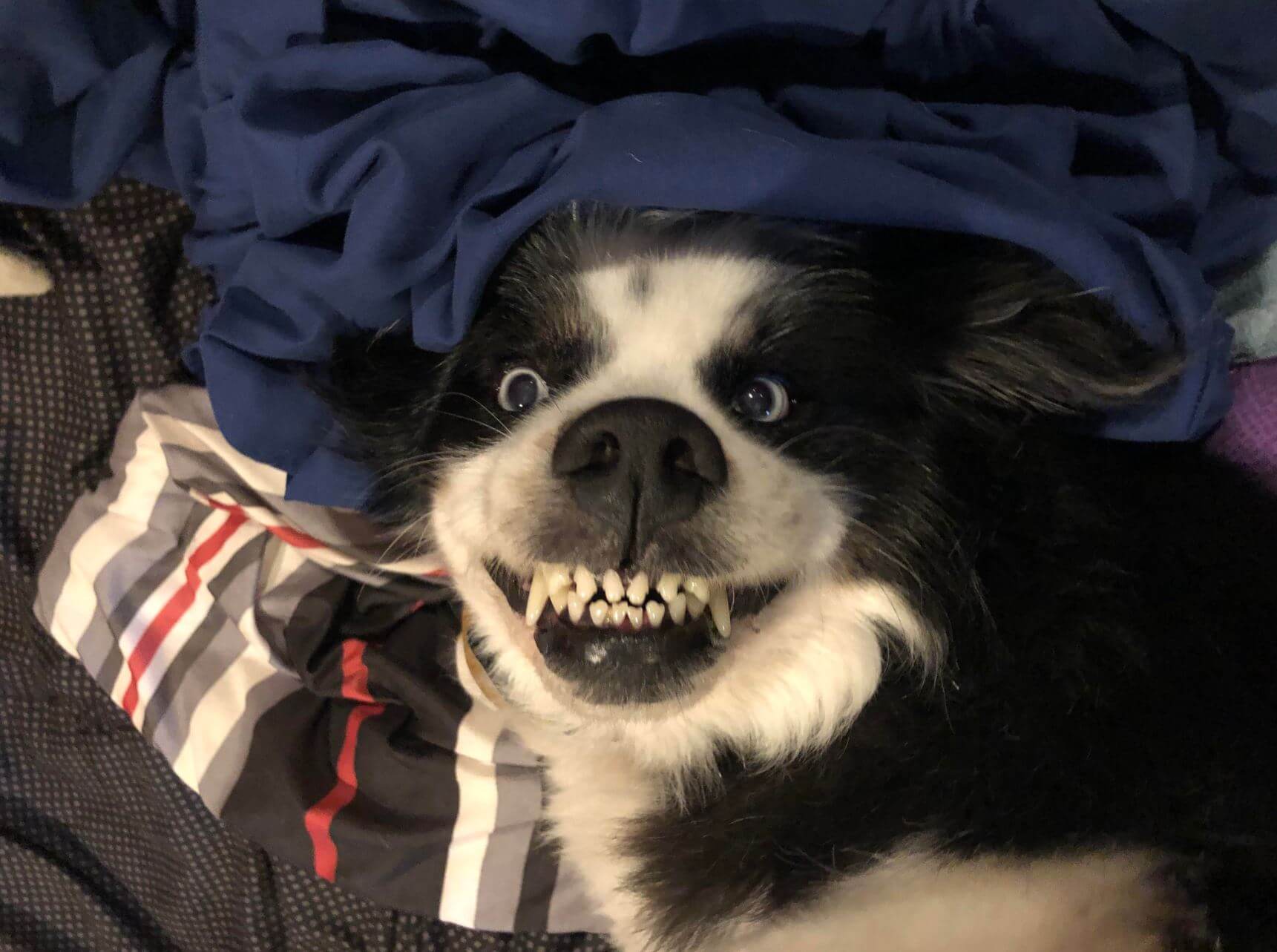 15 Hilarious Pictures Of Dorky Dog Toofs - ilovedogscute.com