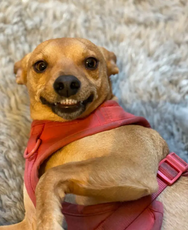 15 Hilarious Pictures Of Dorky Dog Toofs - ilovedogscute.com