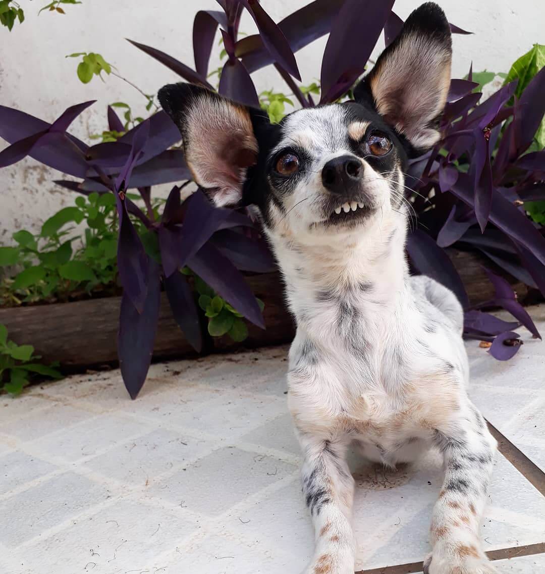 15 Hilarious Pictures Of Dorky Dog Toofs - ilovedogscute.com