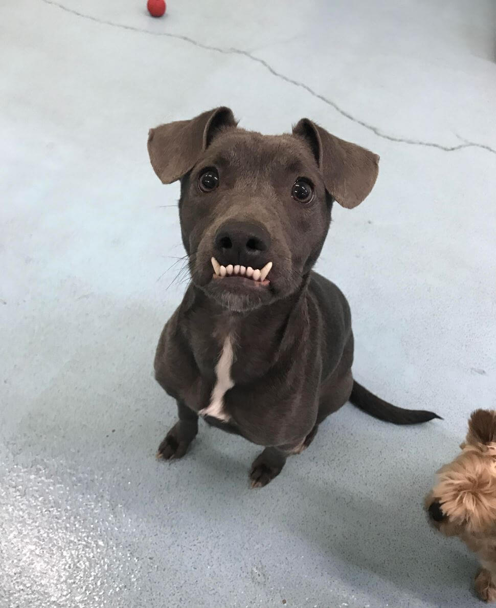15 Hilarious Pictures Of Dorky Dog Toofs - ilovedogscute.com