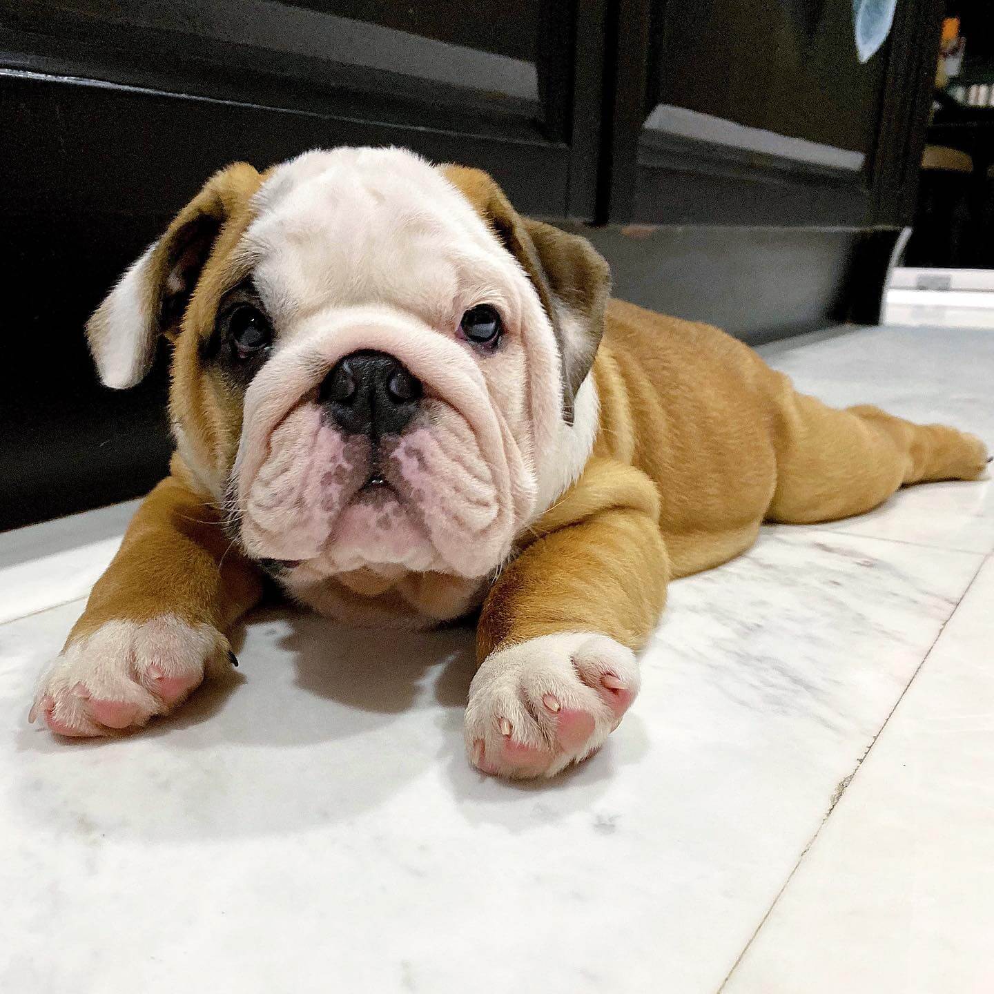15 Adorable Photos Of English Bulldog Puppies That Make Everyone's ...