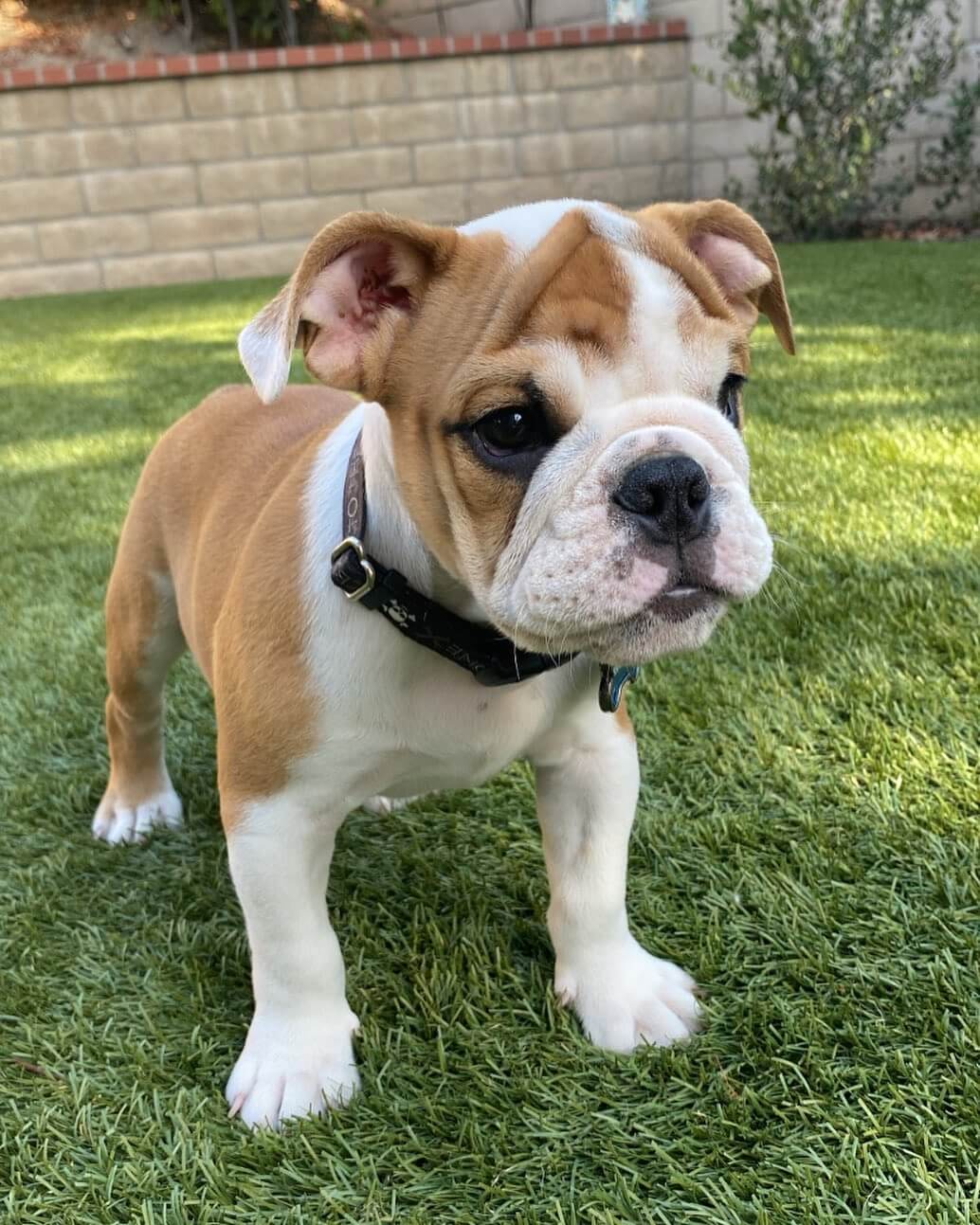 15 Adorable Photos Of English Bulldog Puppies That Make Everyone's ...
