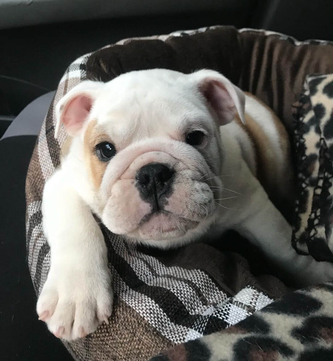 15 Adorable Photos Of English Bulldog Puppies That Make Everyone's ...