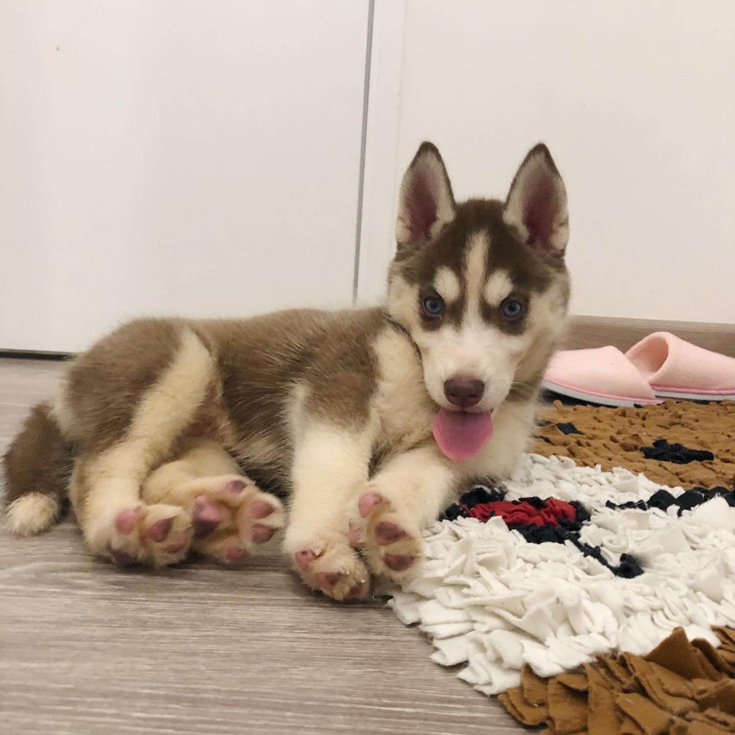 15 Photos Of Siberian Husky Puppies That Make Everyone Fall In Love ...