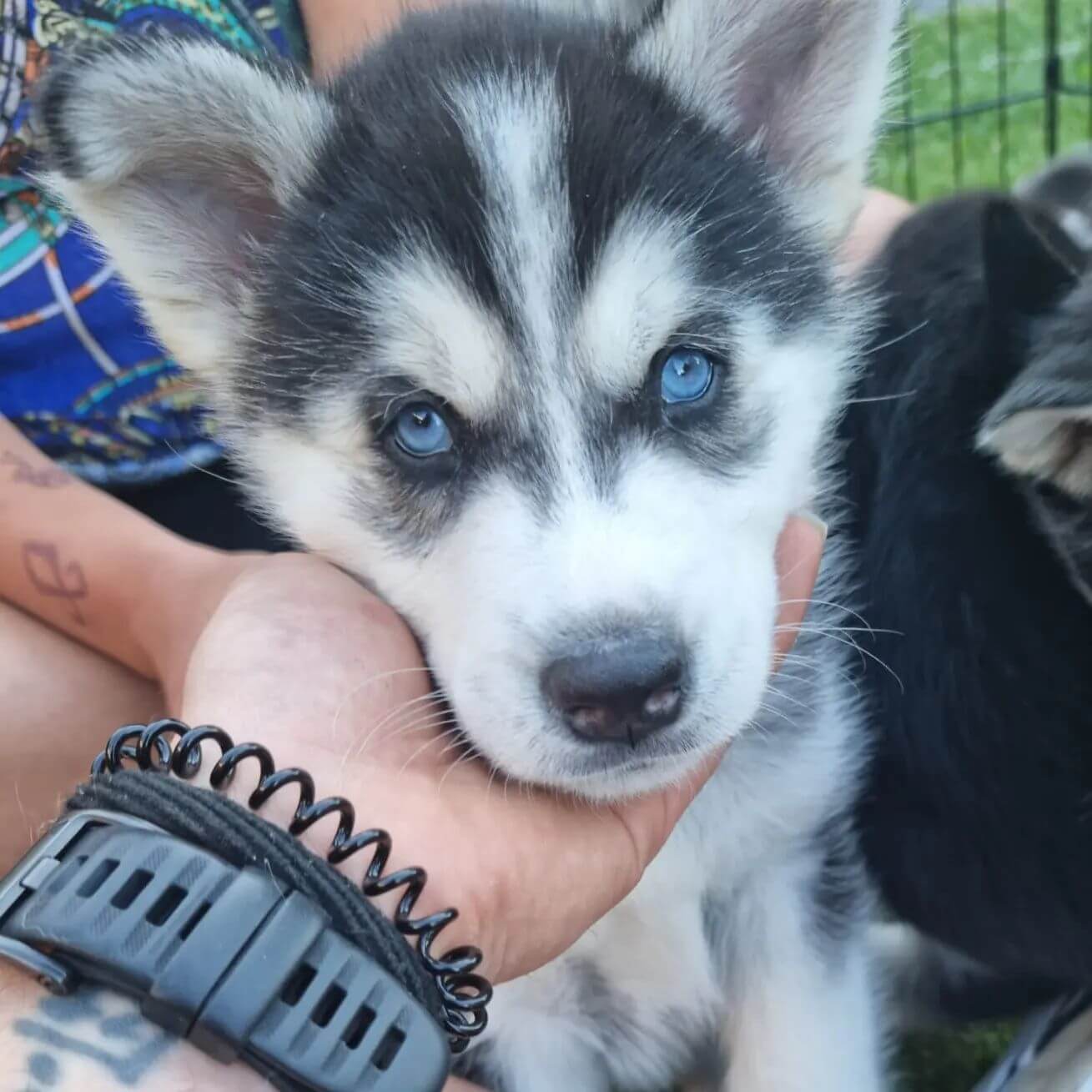 15 Photos Of Siberian Husky Puppies That Make Everyone Fall In Love ...