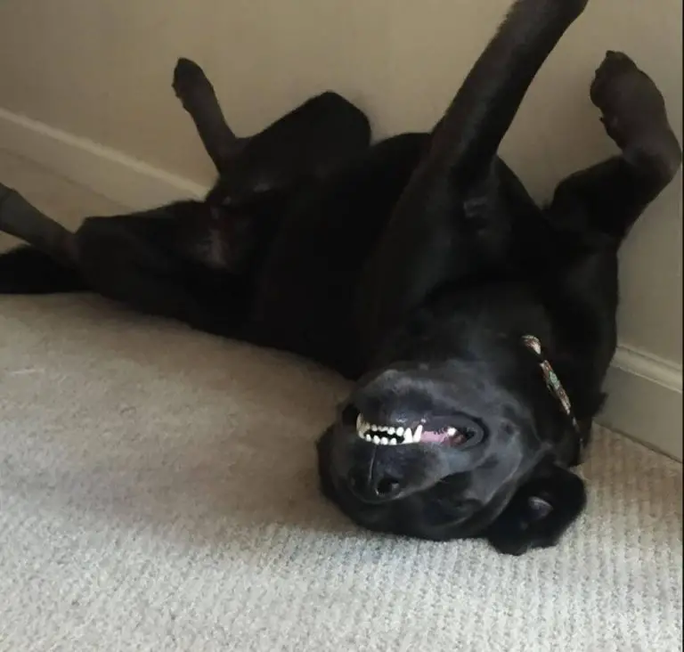 15 Hilarious Pictures Of Labrador Retrievers With Weird Actions ...