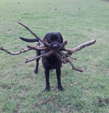 15 Hilarious Pictures Of Labrador Retrievers With Weird Actions ...