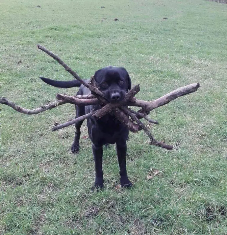 15 Hilarious Pictures Of Labrador Retrievers With Weird Actions ...