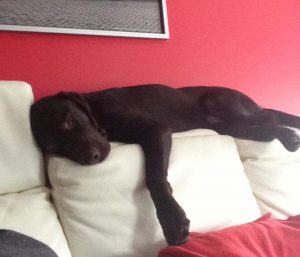 15 Hilarious Pictures Of Labrador Retrievers With Weird Actions ...