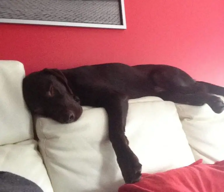 15 Hilarious Pictures Of Labrador Retrievers With Weird Actions ...